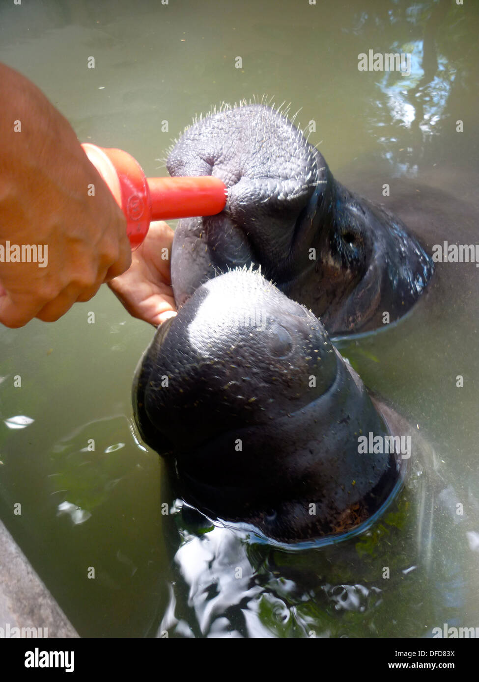Manatee rescue centre hi-res stock photography and images - Alamy