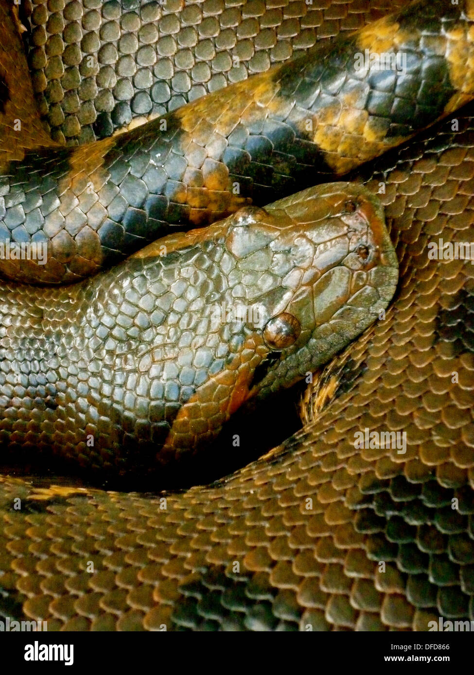 Anaconda brazil hi-res stock photography and images - Alamy
