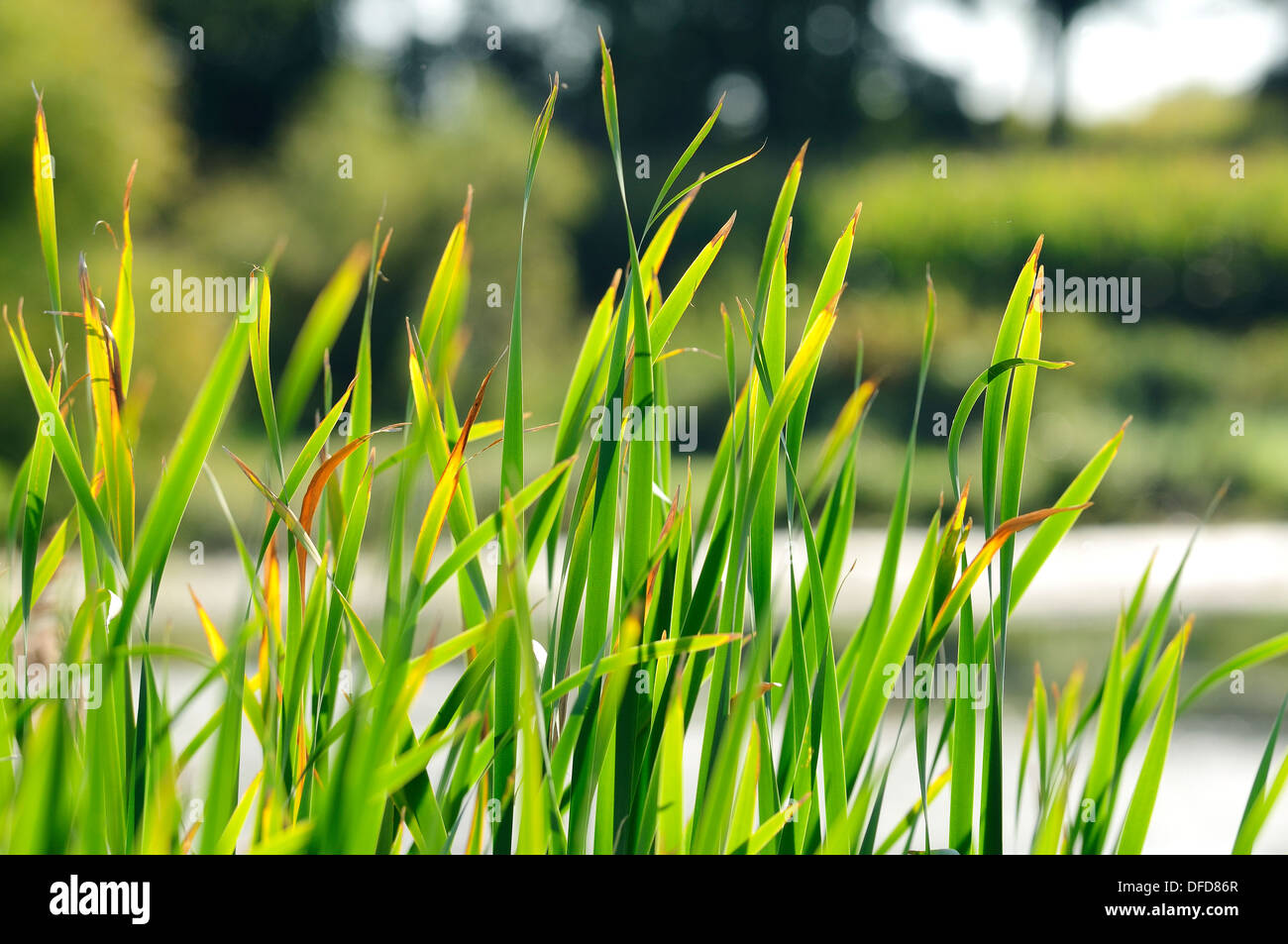 Cattails And Reeds High Resolution Stock Photography and Images - Alamy