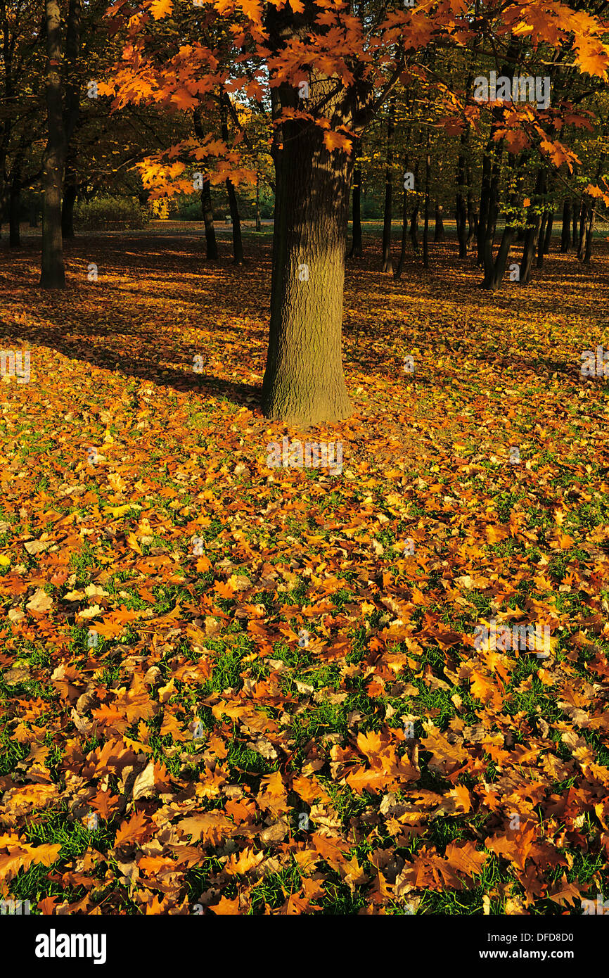 Autumn leaves under the oak tree in Praski Park, Warsaw, Poland Stock ...