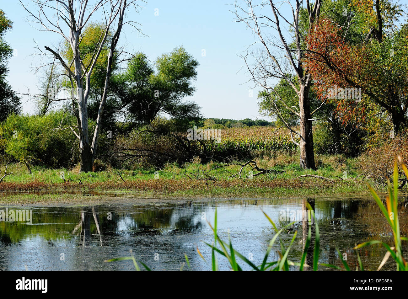 Wetland marsh hi-res stock photography and images - Alamy