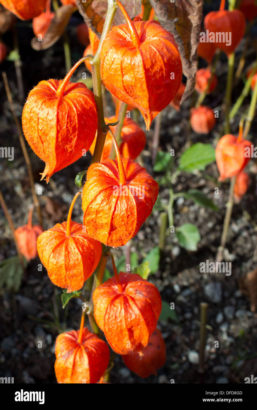 Chinese lanterns plant hi-res stock photography and images - Alamy