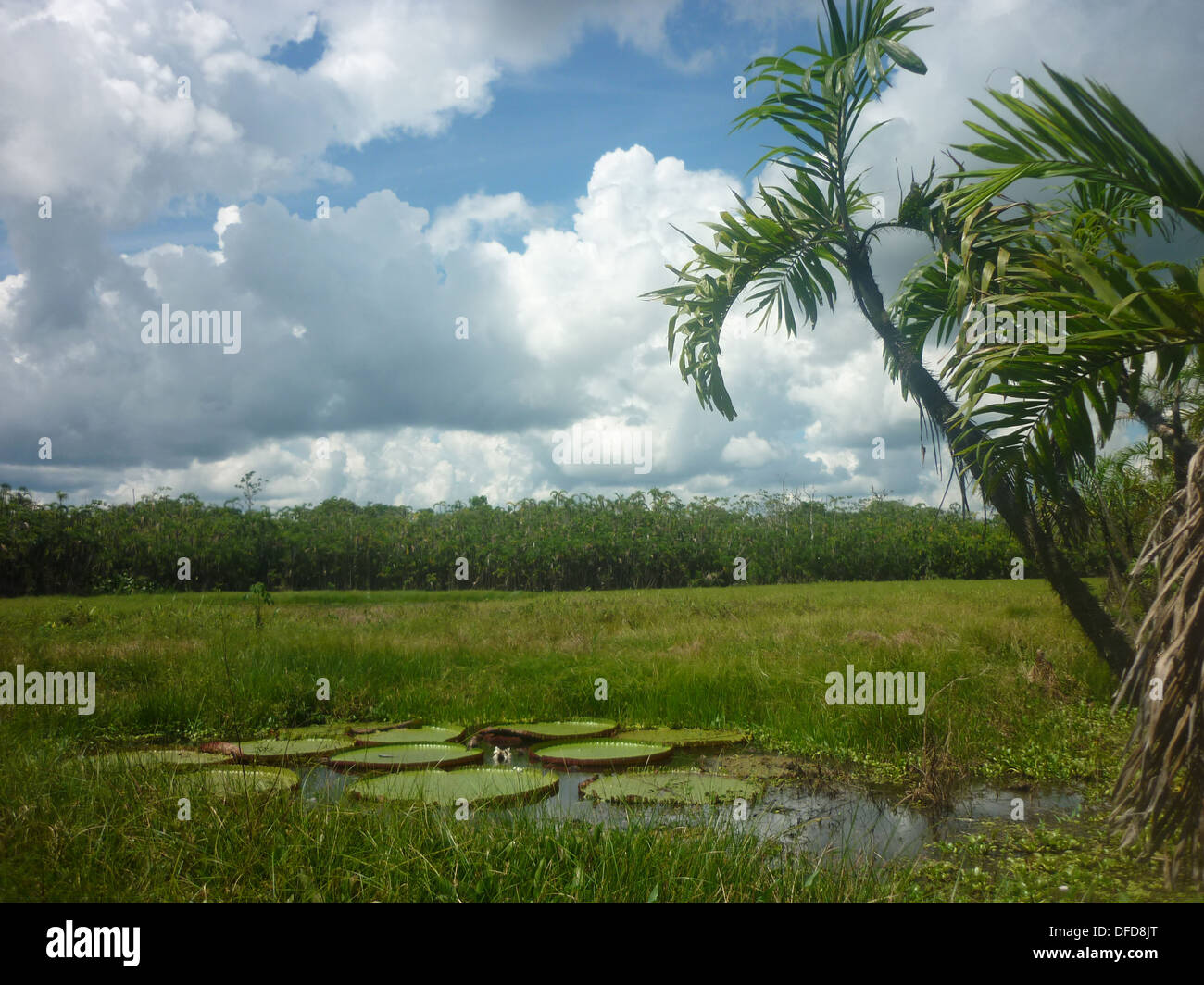 Sailing on the Amazon River. Iquitos, Peru Stock Photo - Alamy