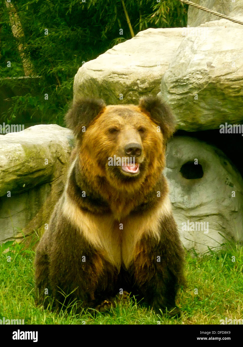 A Brown Bear in the Animals Asia rescue centre near Chengdu, China ...