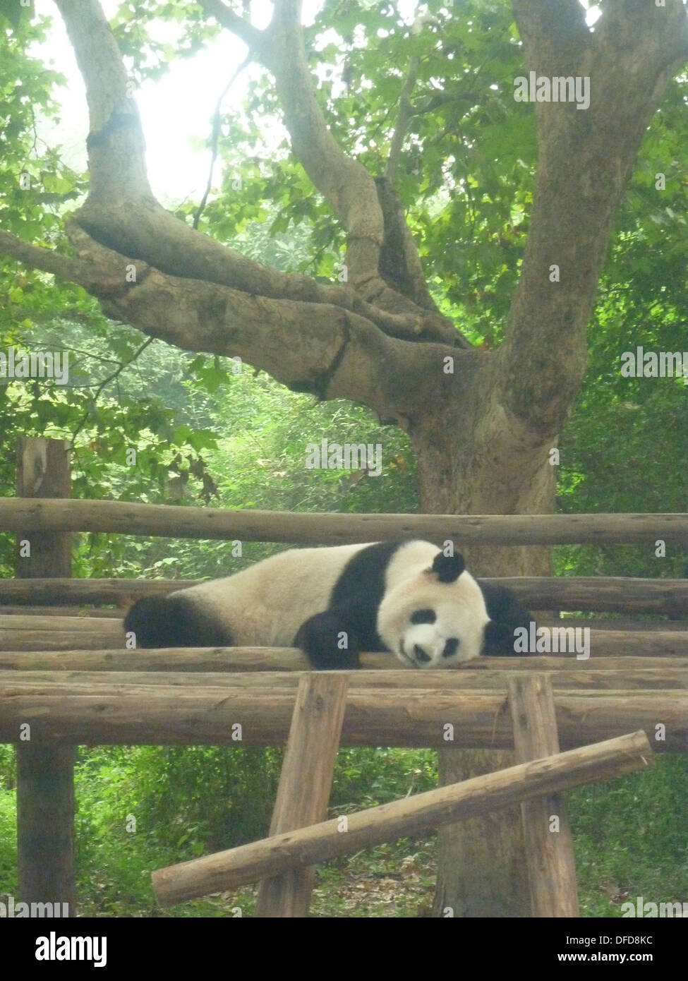Giant Panda at the Chengdu Panda Base, Sichuan province, China Stock ...