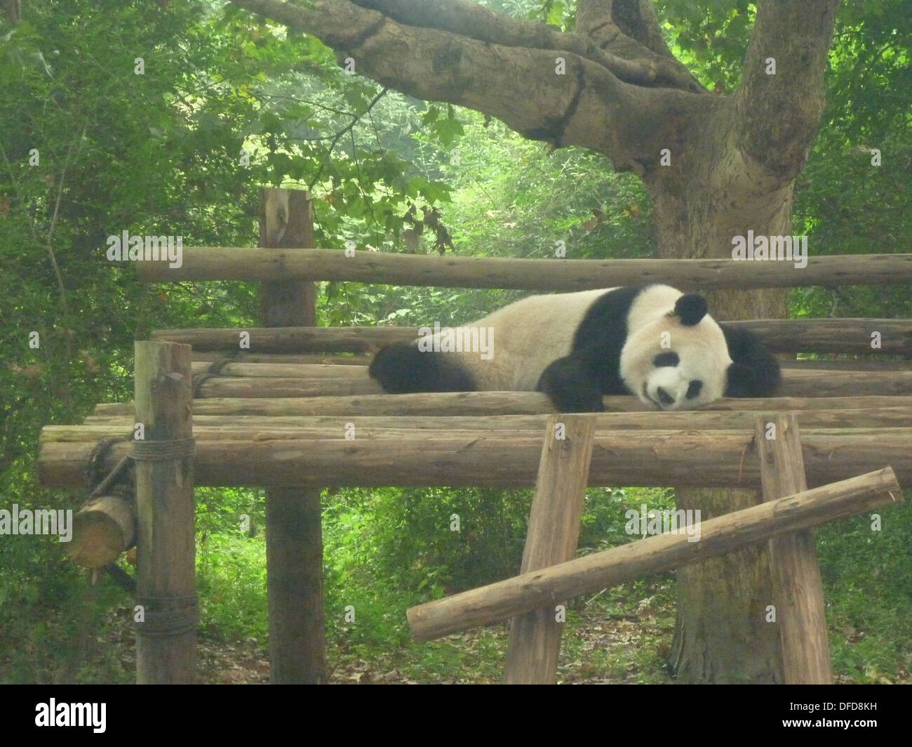 Giant Panda at the Chengdu Panda Base, Sichuan province, China Stock ...