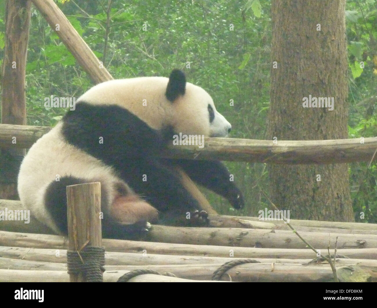 Giant Panda at the Chengdu Panda Base, Sichuan province, China Stock ...
