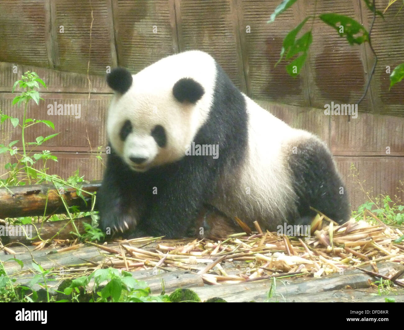 Giant Panda at the Chengdu Panda Base, Sichuan province, China Stock ...