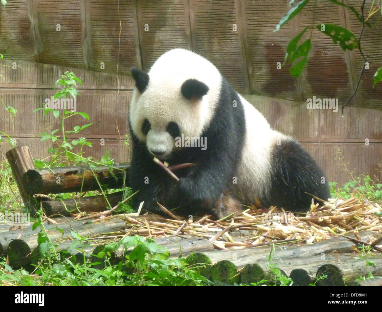 Giant Panda at the Chengdu Panda Base, Sichuan province, China Stock ...