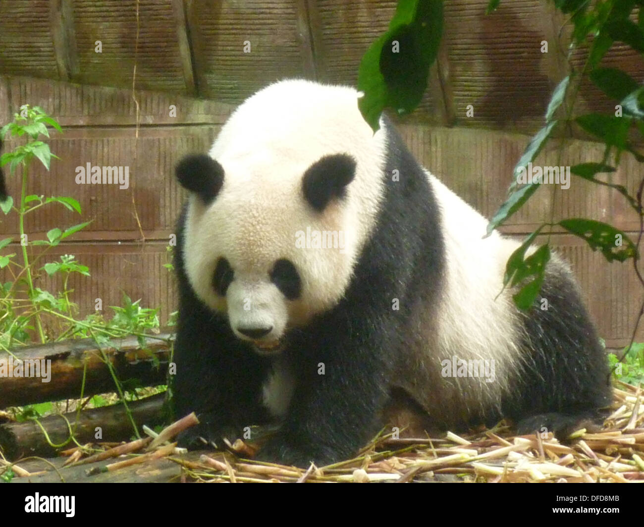 Giant Panda at the Chengdu Panda Base, Sichuan province, China Stock ...