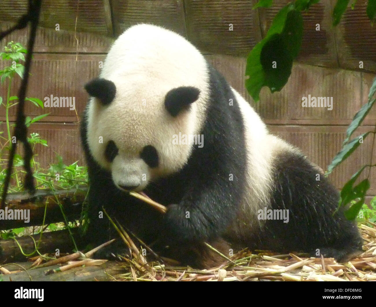 Giant Panda at the Chengdu Panda Base, Sichuan province, China Stock ...