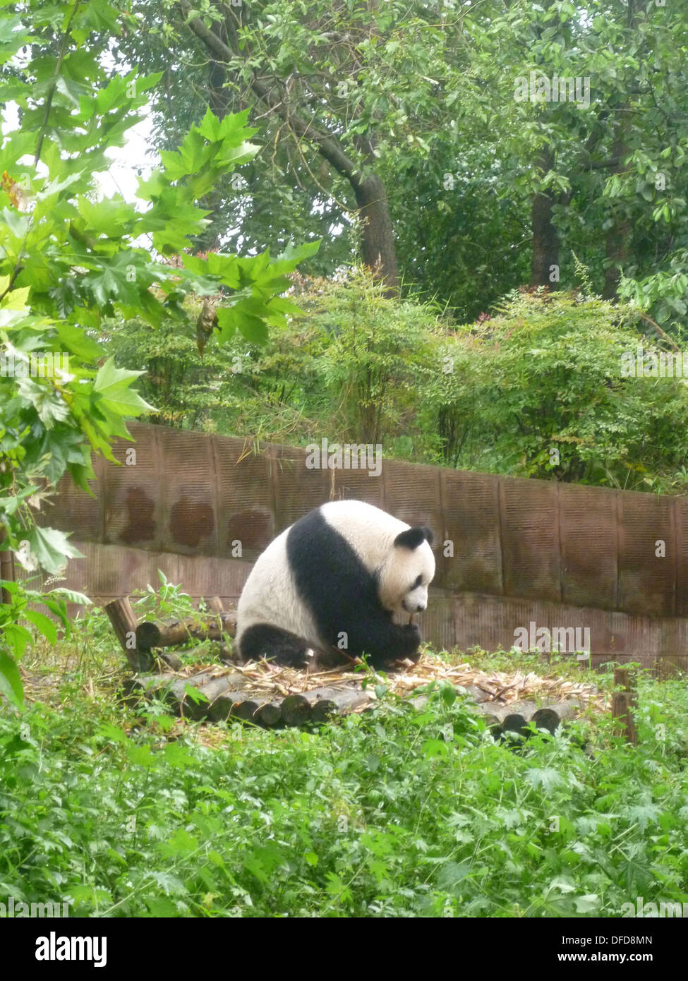 Giant Panda at the Chengdu Panda Base, Sichuan province, China Stock ...