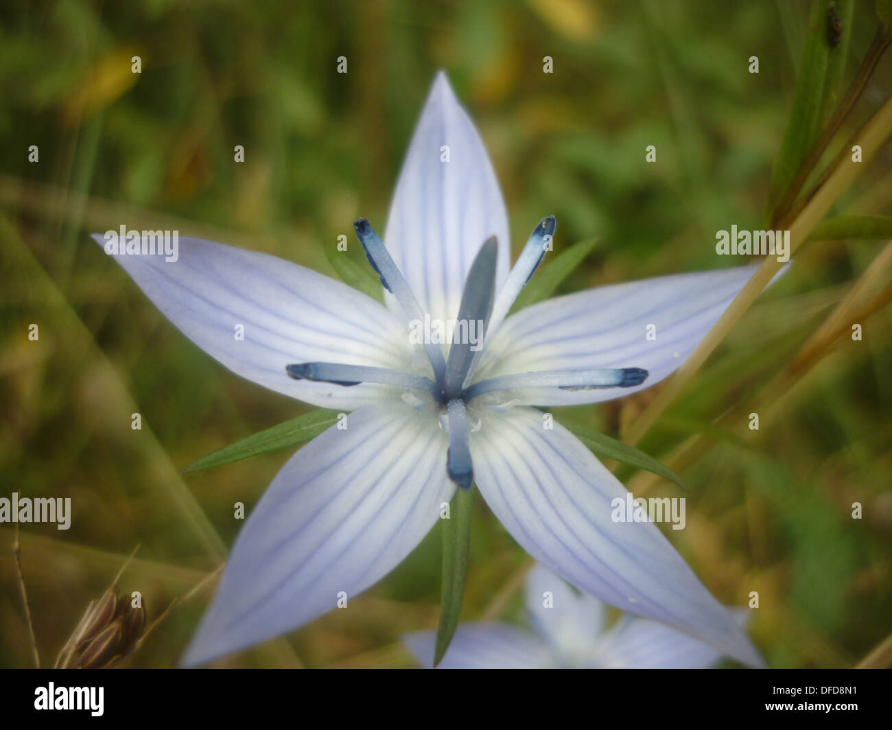 Star shaped blue flower, seen in a field in Sichuan province, China ...