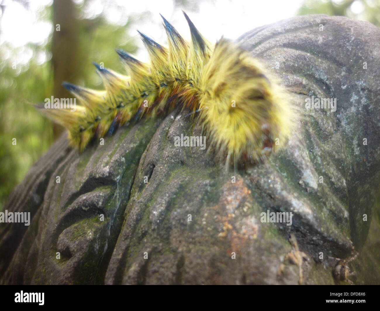 Poisonous caterpillar hi-res stock photography and images - Alamy
