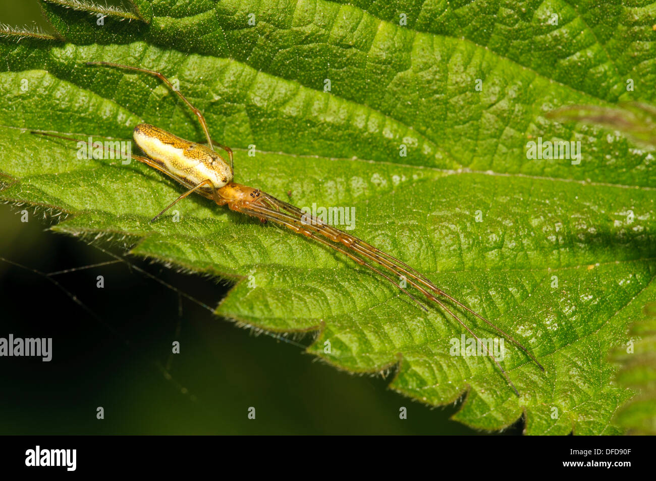 An adult common stretch spider (Tetragnatha extensa) at rest on a ...
