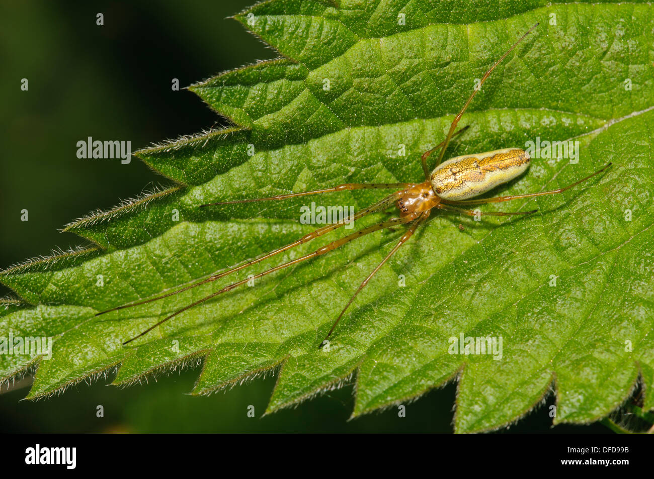 An adult common stretch spider (Tetragnatha extensa) at rest on a ...