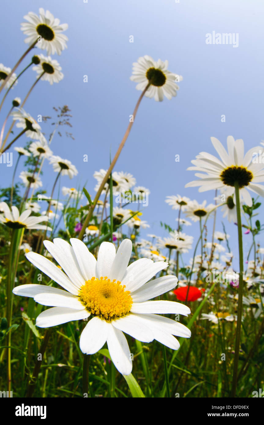 A wildflower meadow dominated by oxeye daisies (Leucanthemum vulgare ...
