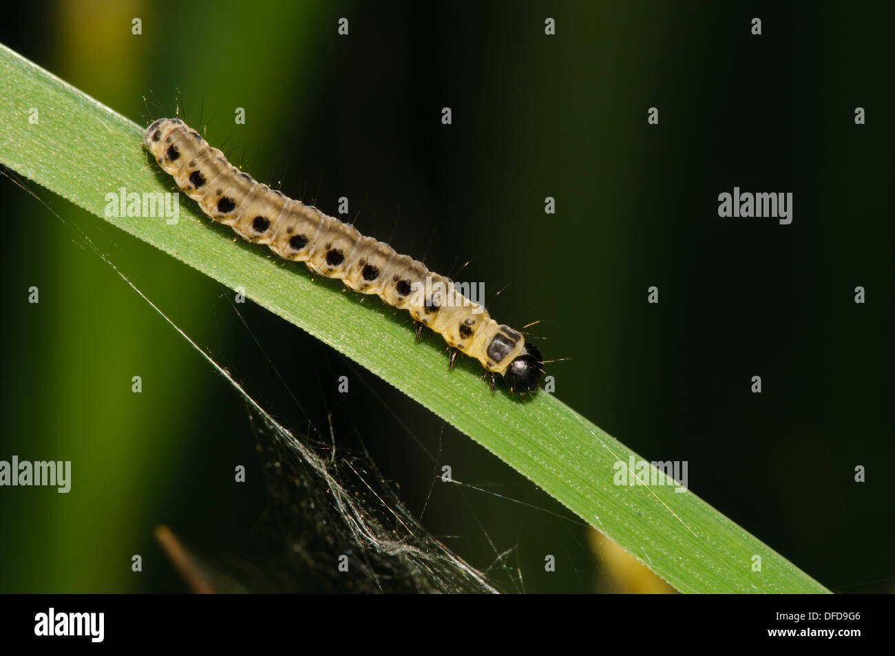 Spindle ermine moth hi-res stock photography and images - Alamy