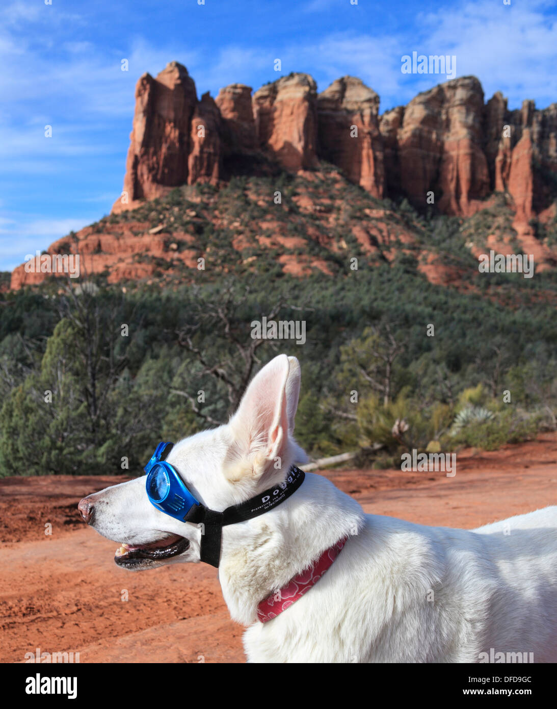Dog wearing Doggles at Soldier Pass in Sedona Stock Photo - Alamy