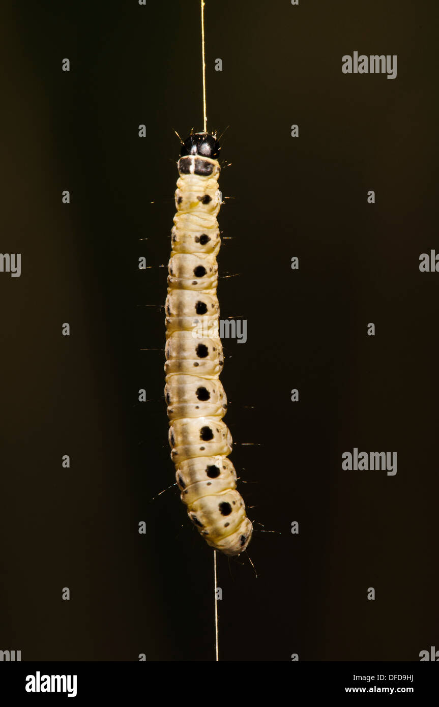 A caterpillar of the spindle ermine moth (Yponomeuta cagnagella ...