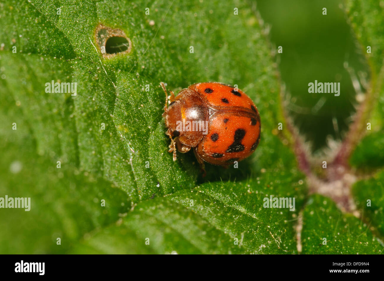 24 spot ladybird hi-res stock photography and images - Alamy
