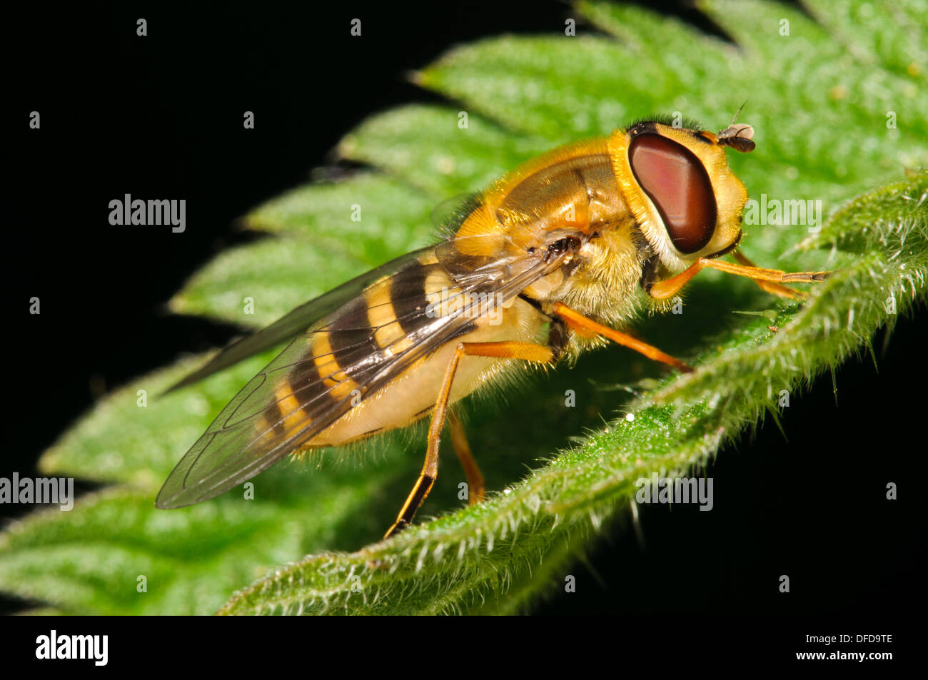 A common banded hoverfly (Syrphus ribesii) at rest on a stinging nettle ...