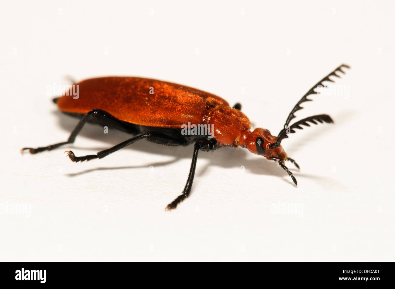 A portrait of a red-headed cardinal beetle (Pyrochroa serraticornis ...