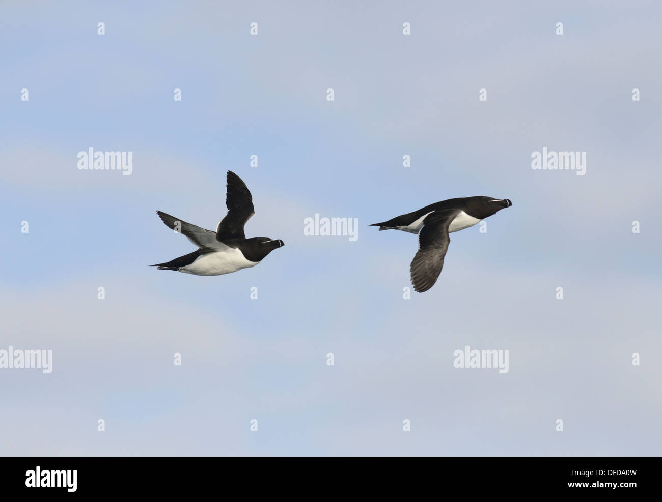Razorbill in flight hi-res stock photography and images - Alamy