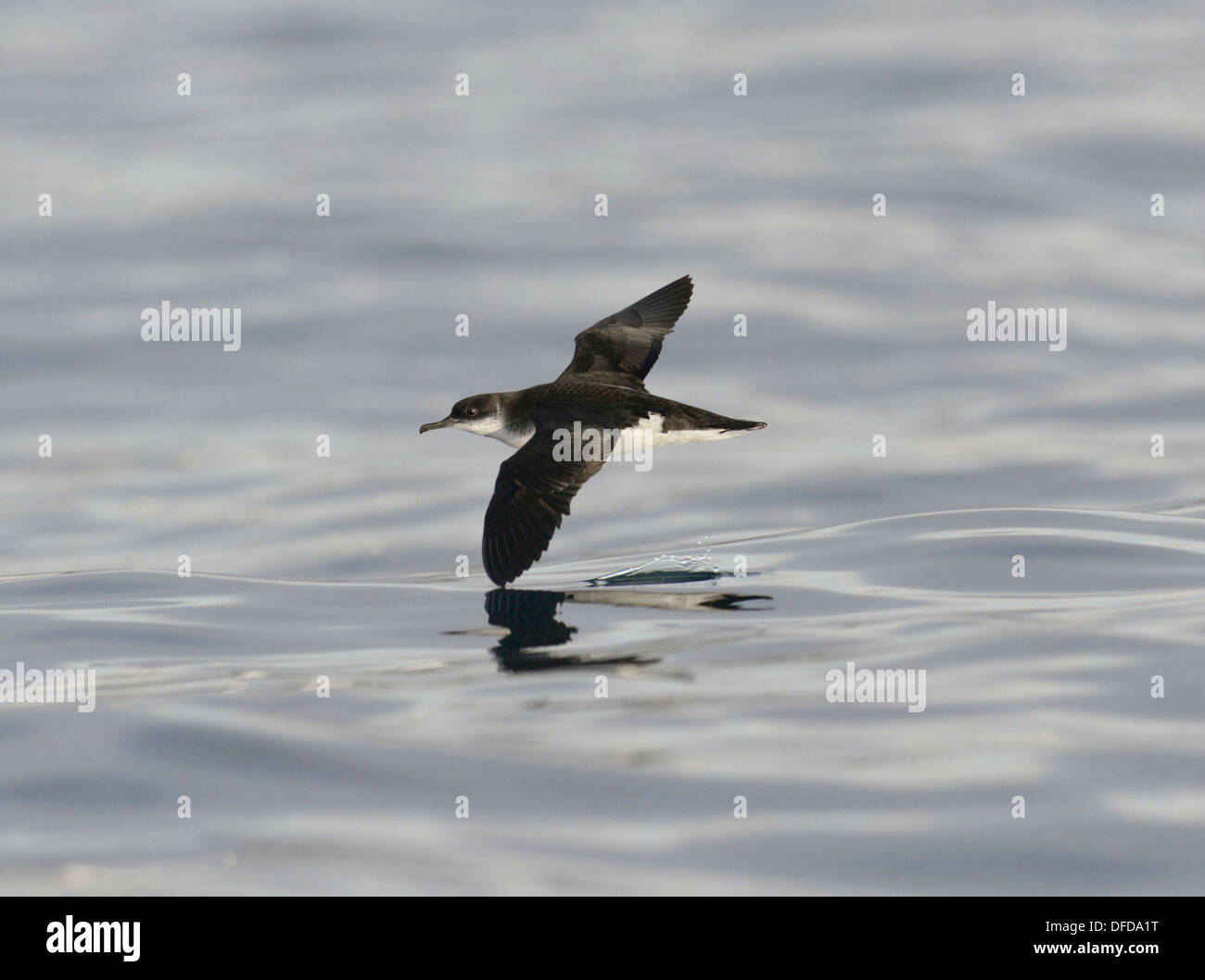 Manx shearwater bird hi-res stock photography and images - Alamy