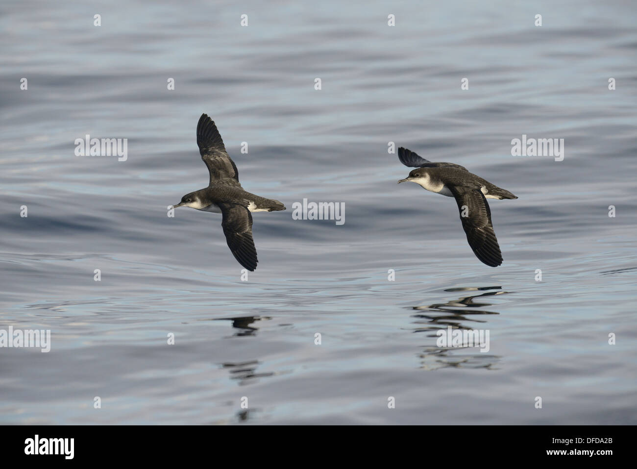Manx shearwater hi-res stock photography and images - Alamy
