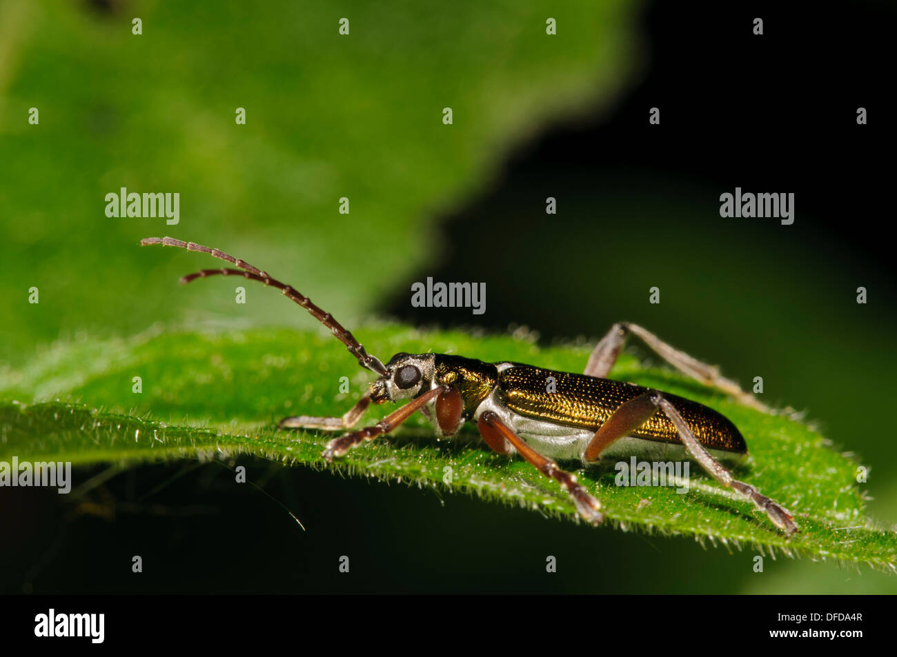 Reed beetle donacia clavipes hi-res stock photography and images - Alamy