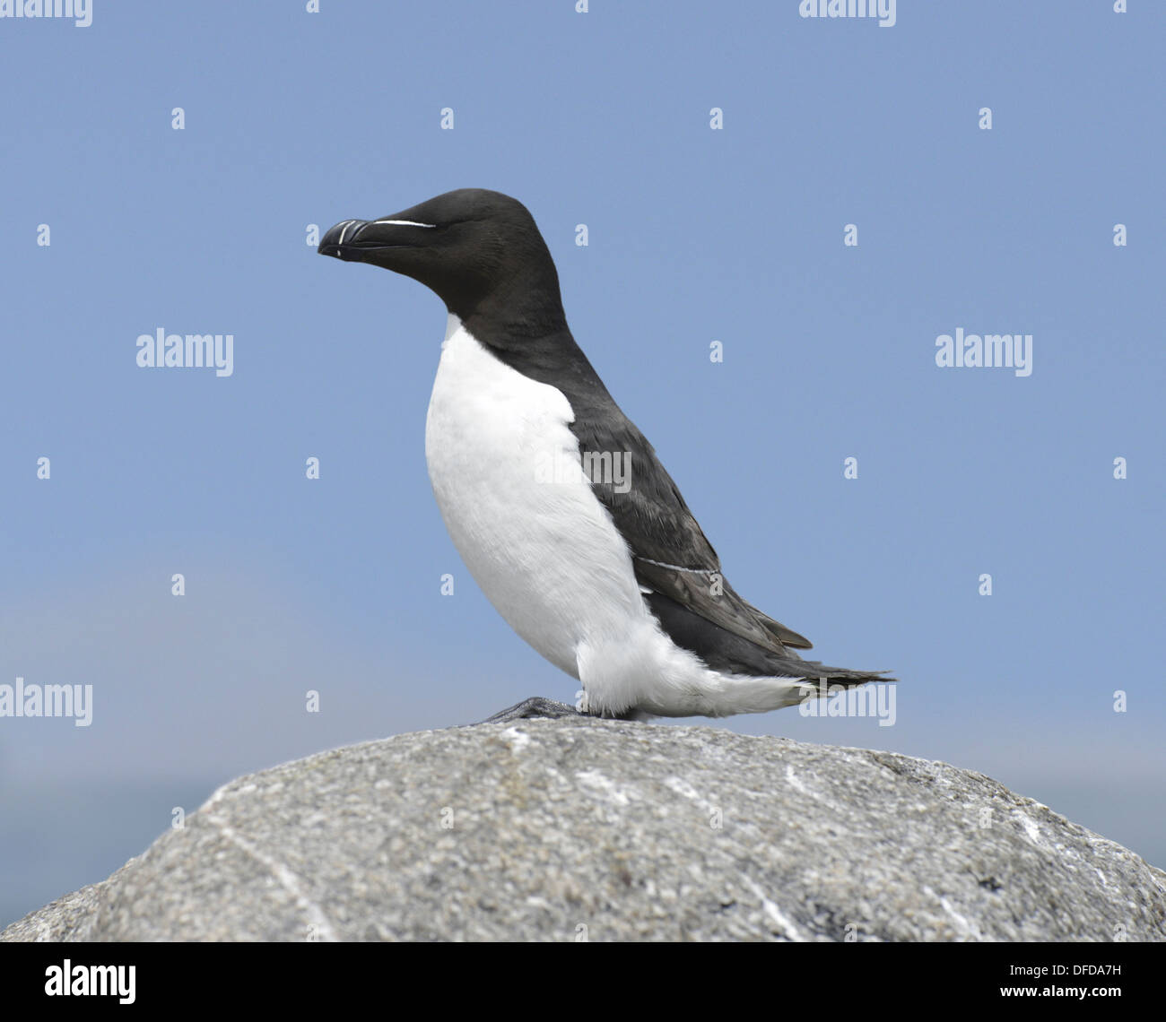 Razorbill bird birds seabird hi-res stock photography and images - Alamy
