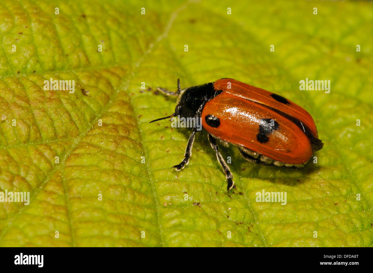 A leaf beetle (Clytra quadripunctata) walking across the surface of a ...