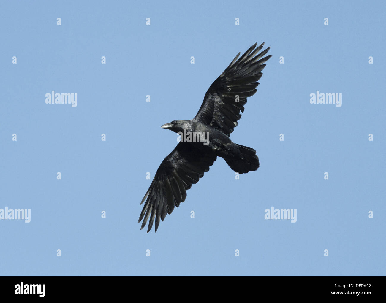 Raven at sunlight hi-res stock photography and images - Alamy