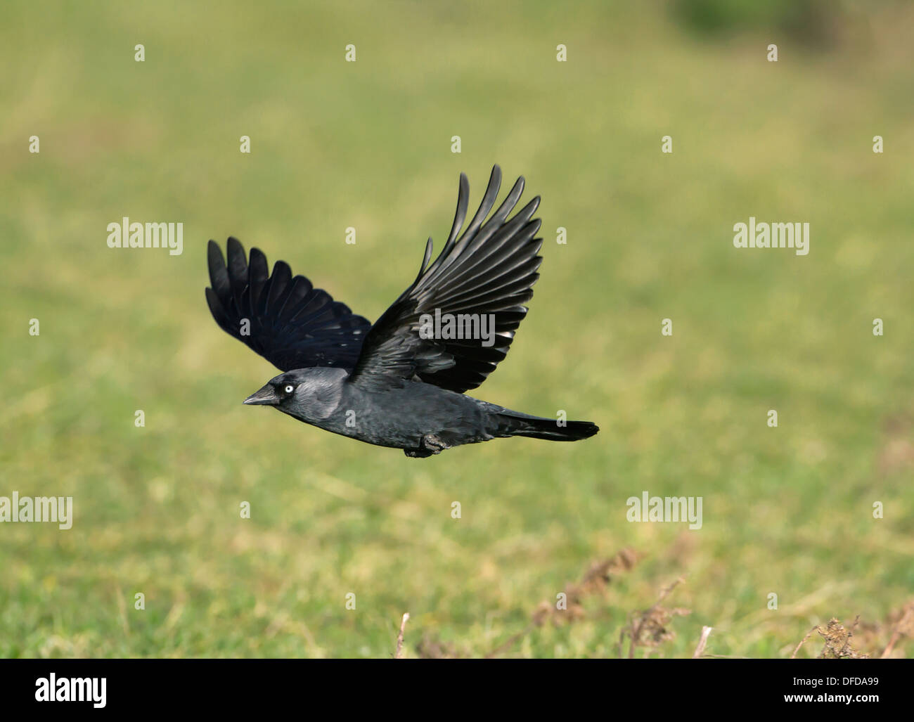 Jackdaw Corvus monedula Stock Photo - Alamy