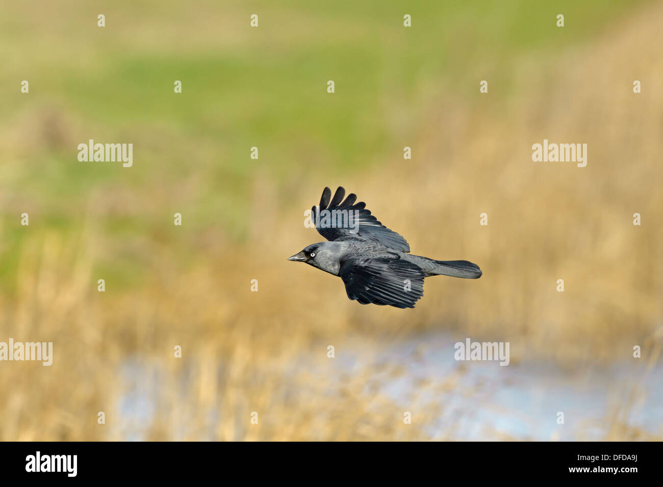 Jackdaw flying hi-res stock photography and images - Alamy