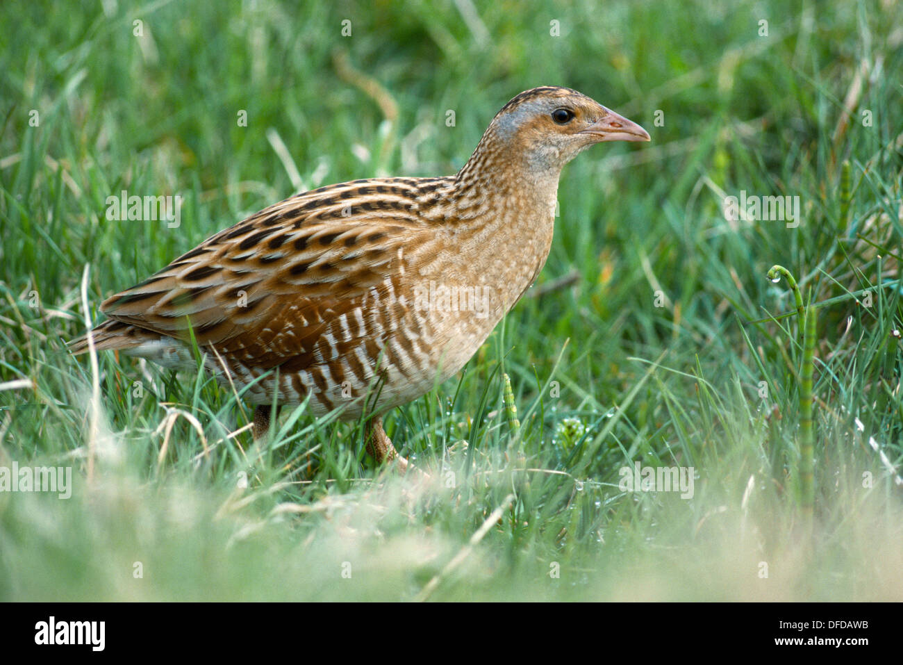 Corncrake Crex crex Stock Photo - Alamy