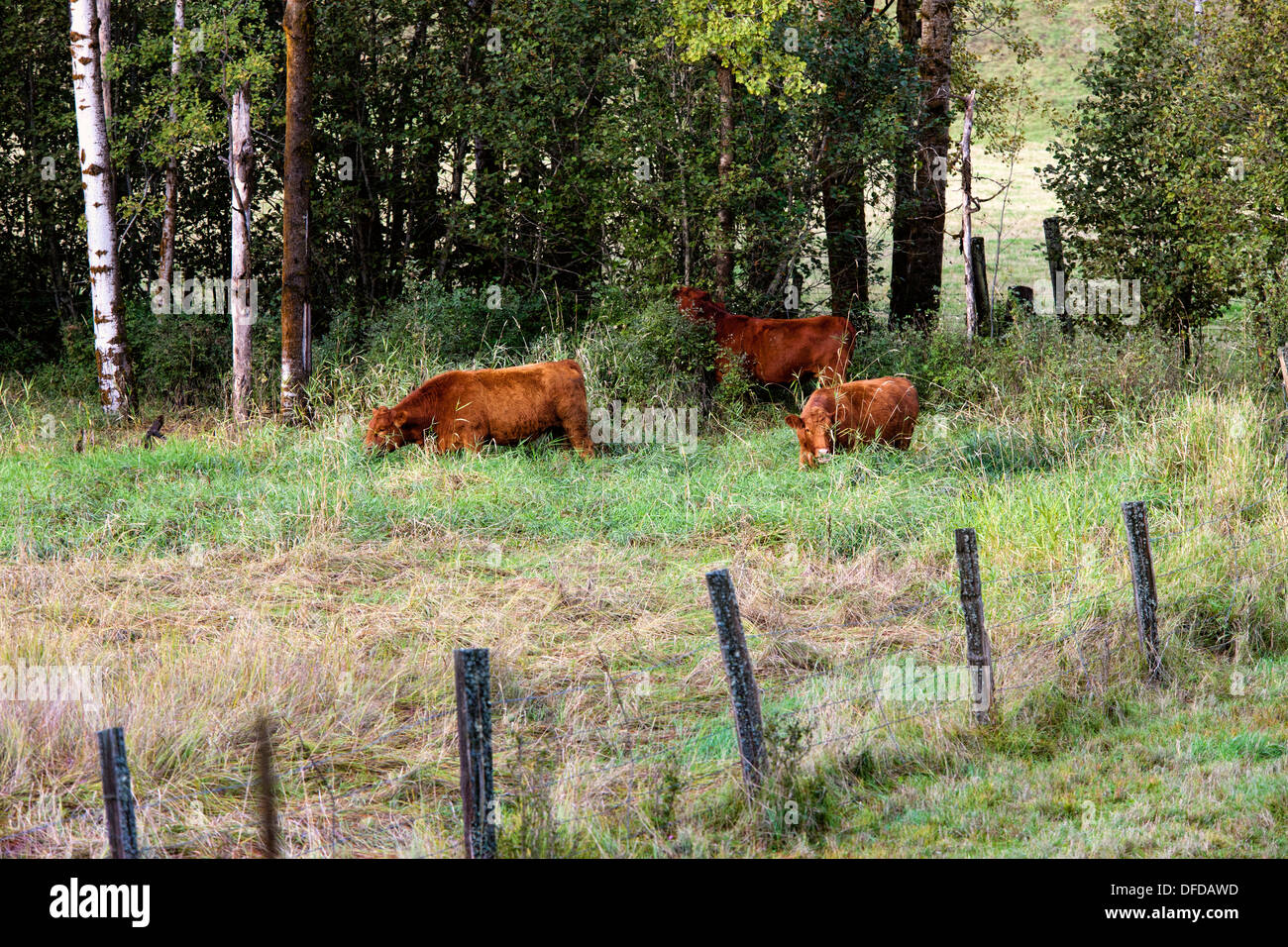 Three cows grazing in a rural northern Idaho pasture Stock Photo - Alamy