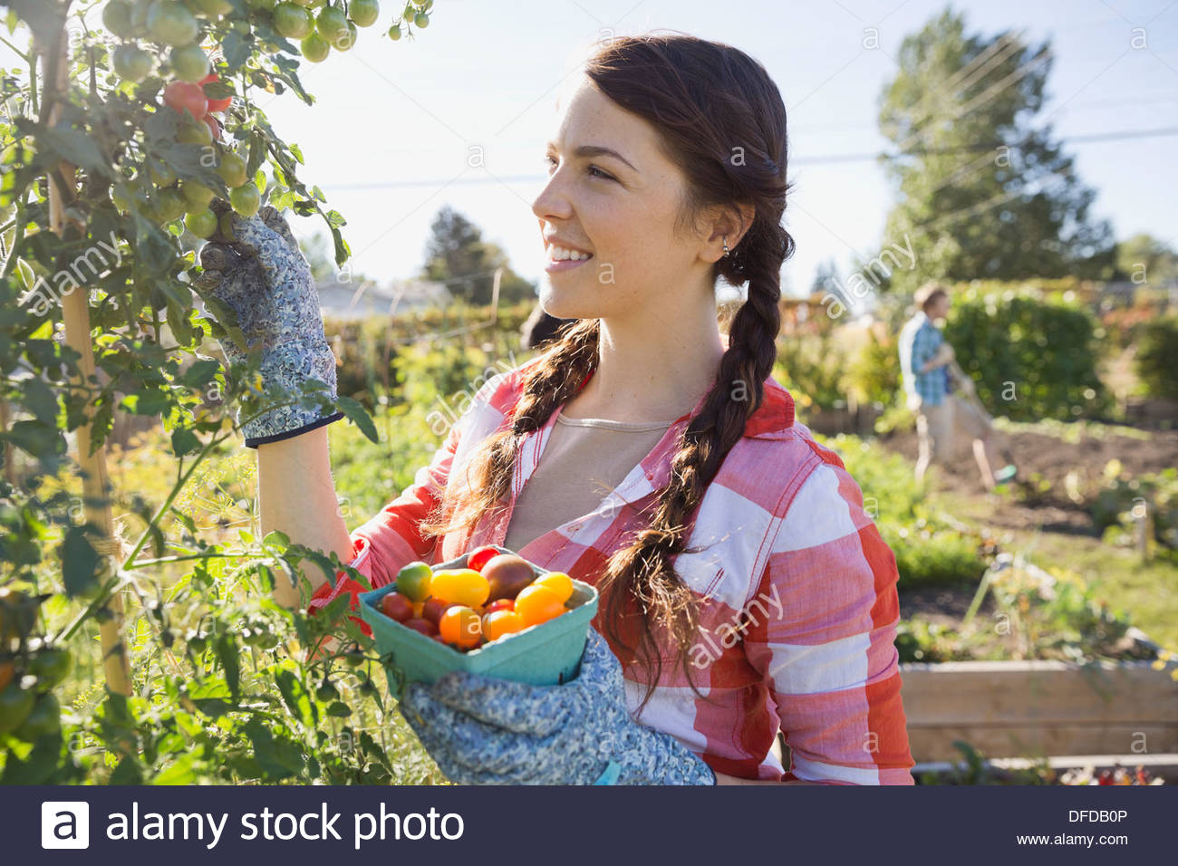 Cherry tomato in the garden hi-res stock photography and images - Alamy