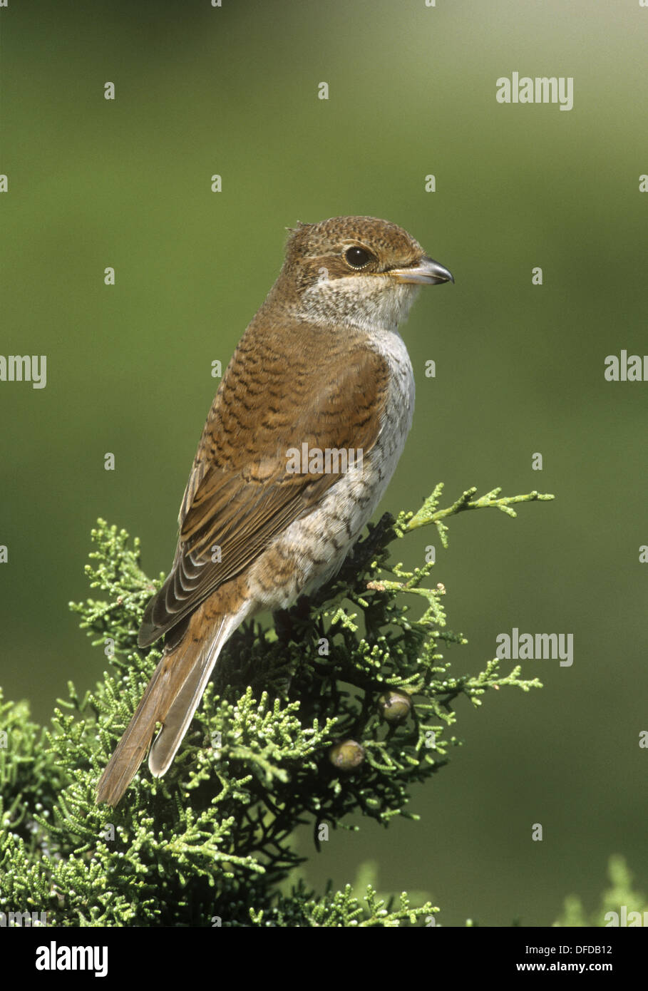 Red-backed Shrike Lanius collurio Stock Photo - Alamy