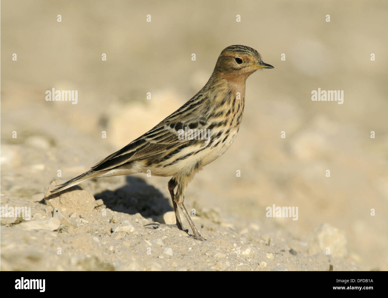 The red throated pipit hi-res stock photography and images - Alamy