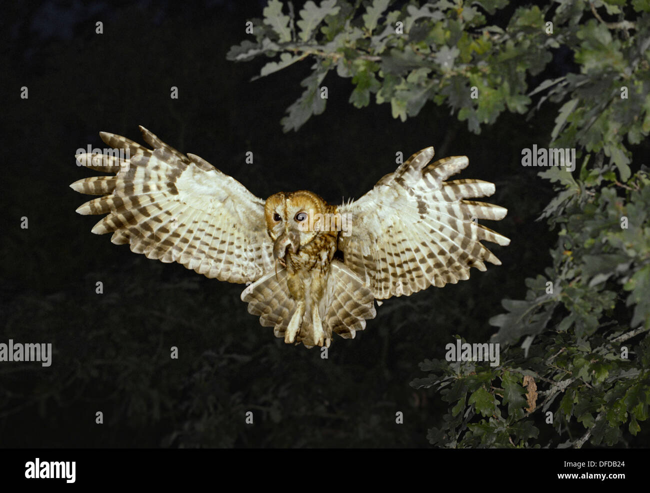 Tawny owl flying hi-res stock photography and images - Alamy