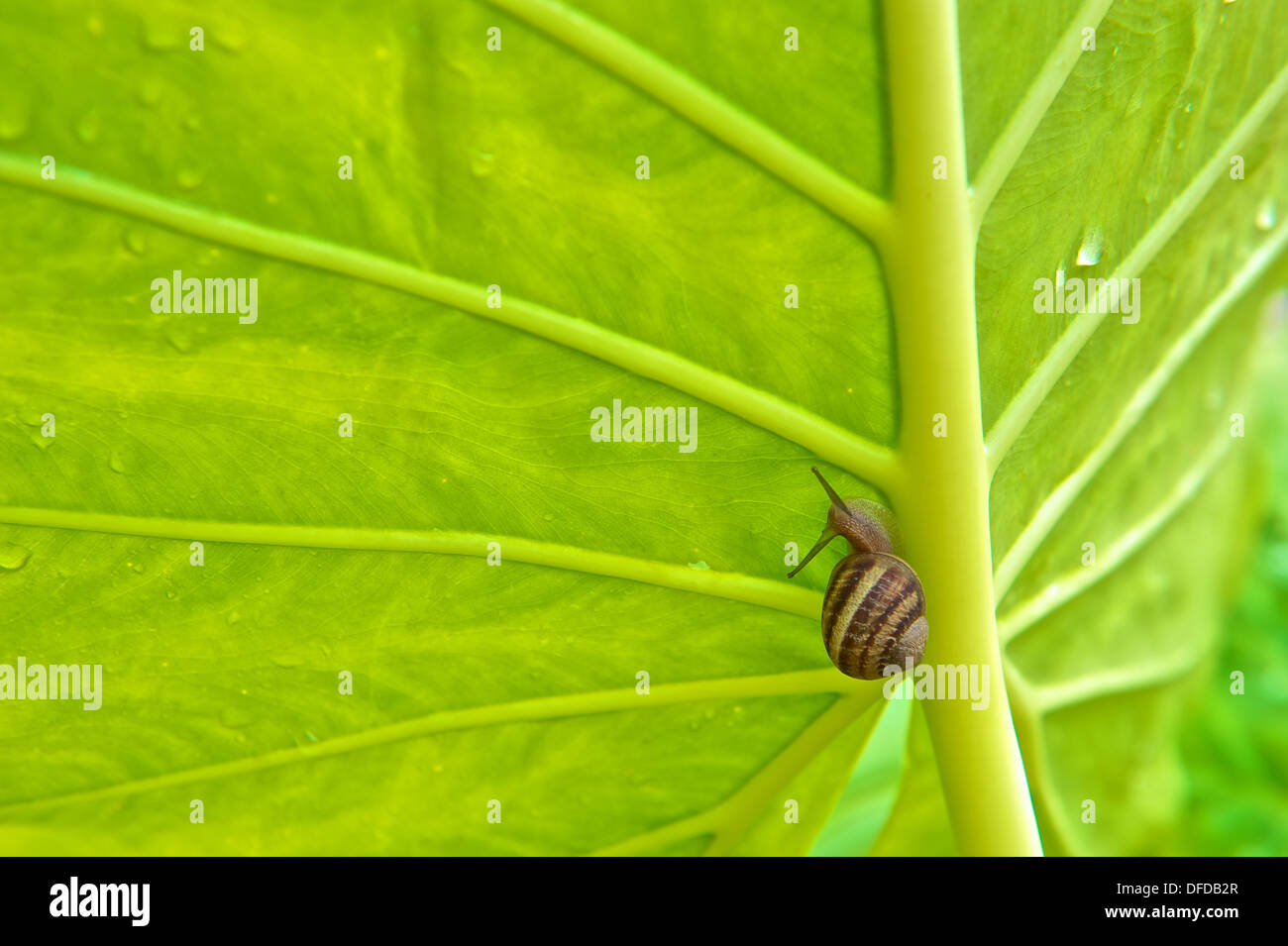 Ear snail hi-res stock photography and images - Alamy