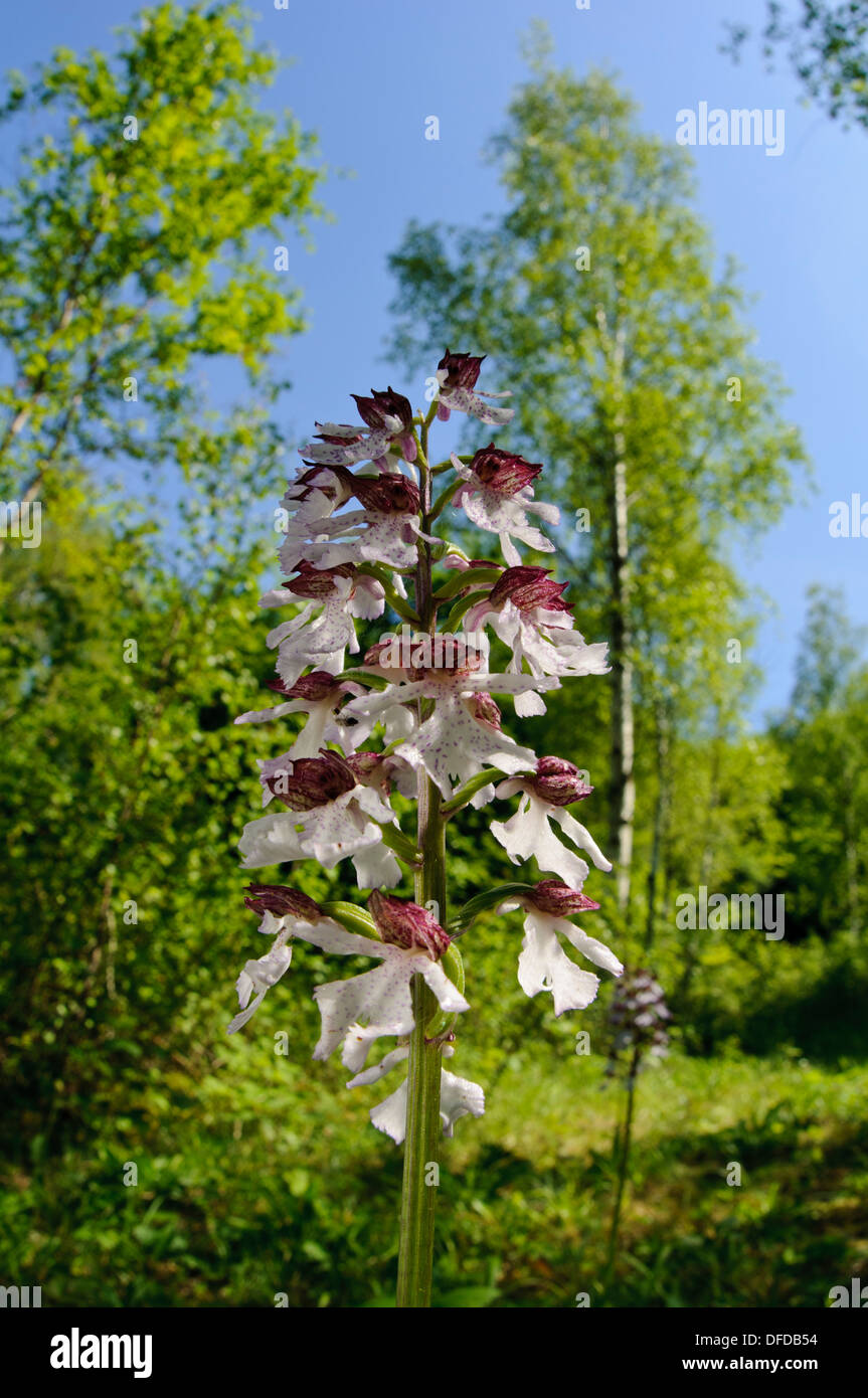 A flower spike of lady orchid (Orchis purpurea) growing in Denge Wood ...