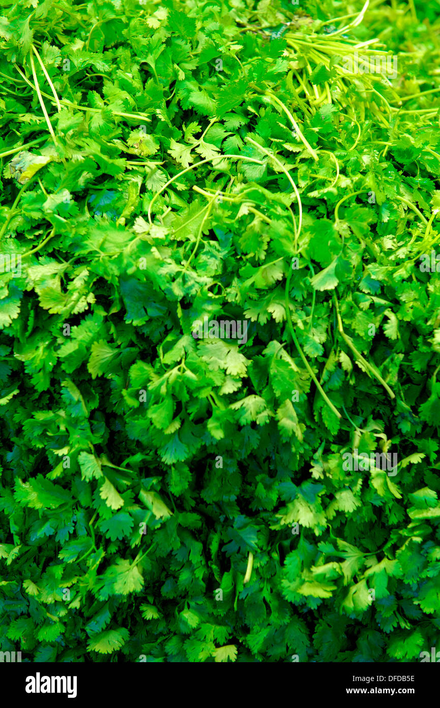 Fresh green cilantro in a pile at a grocery store produce section Stock ...