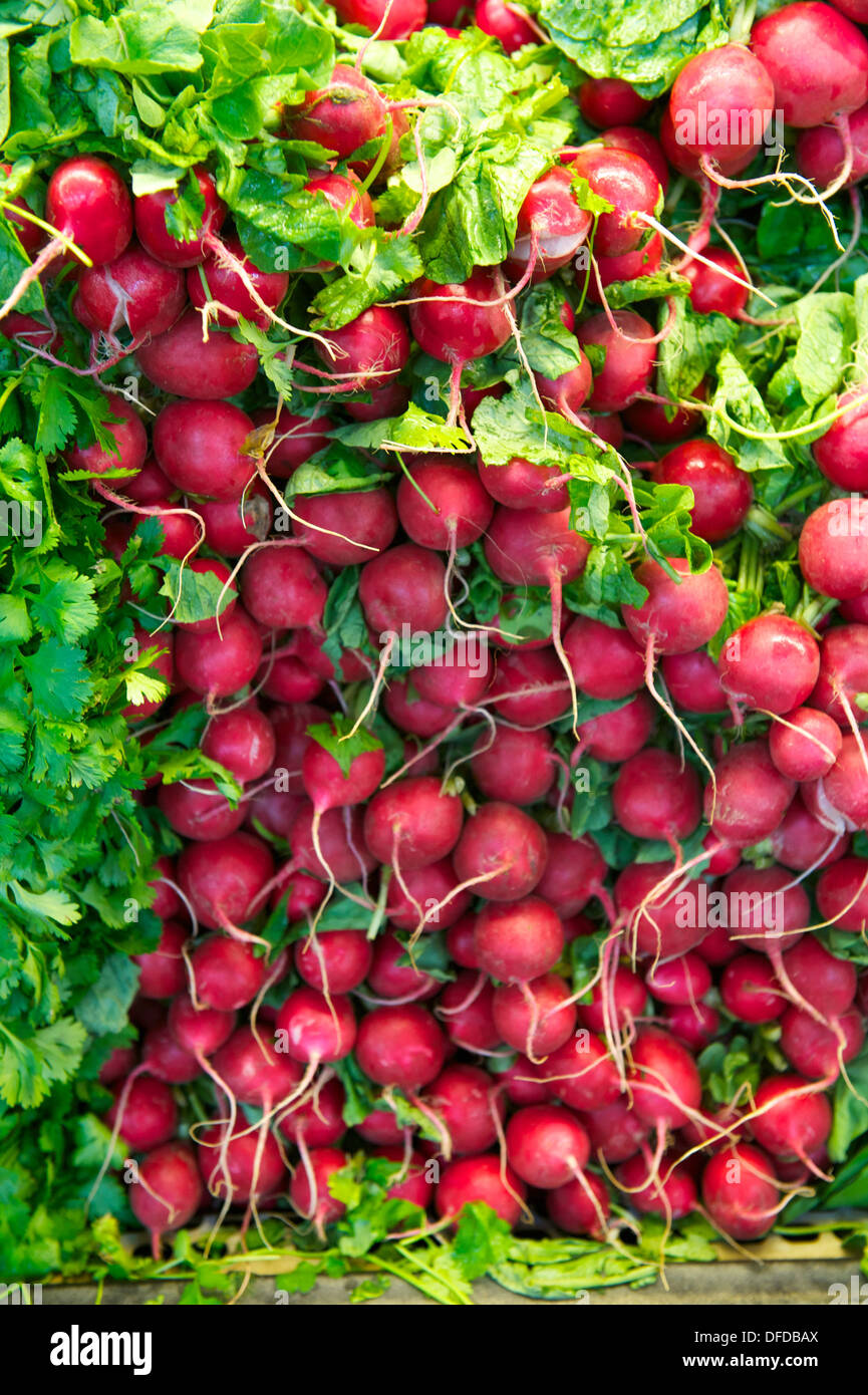 Stack of red radishes with green leaves in a grocery store's produce ...