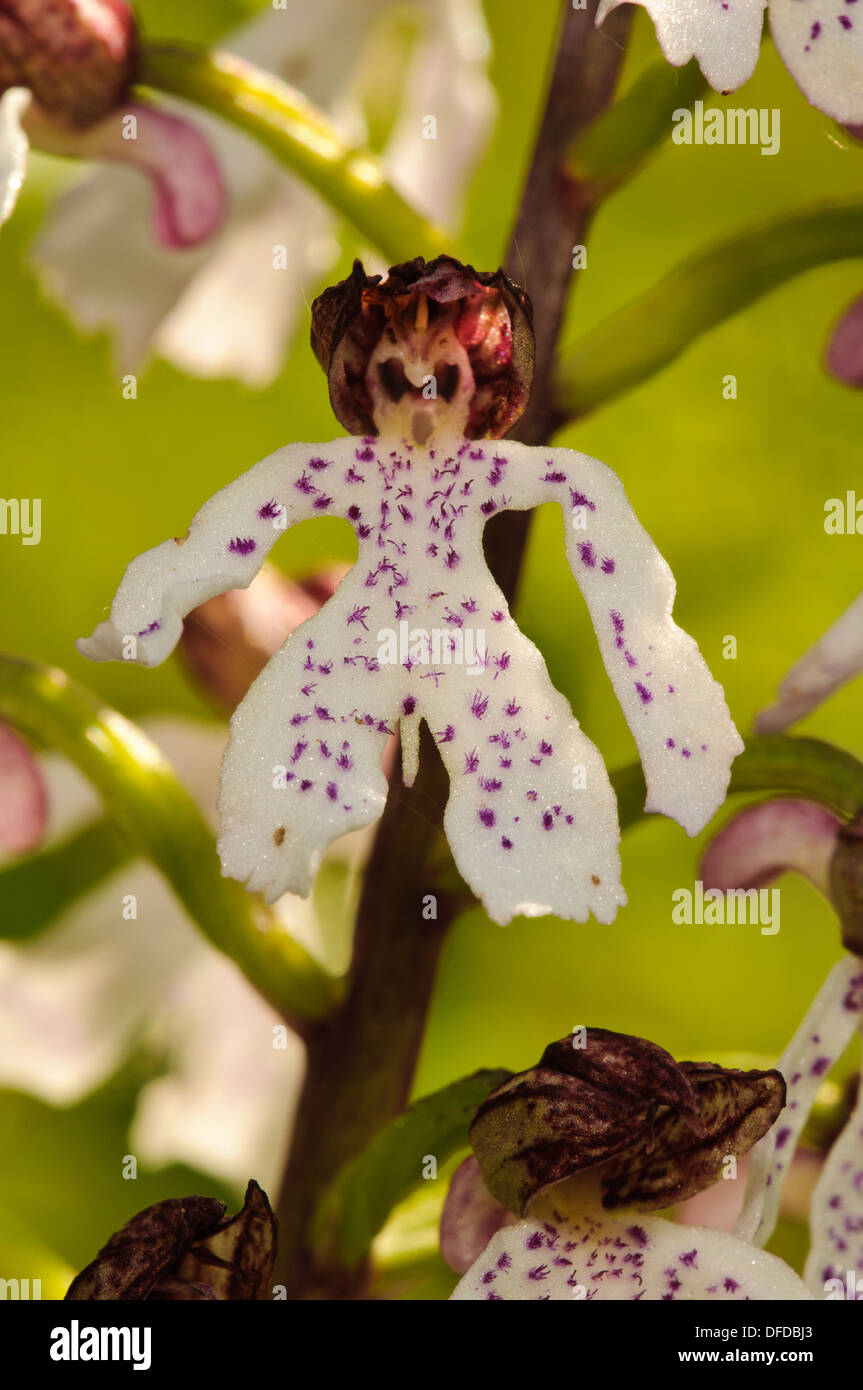 A close-up on the individual flowers of a lady orchid (Orchis purpurea ...