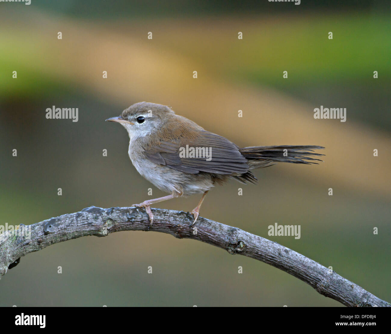 Cetti’s Warbler Cettia cetti Stock Photo - Alamy