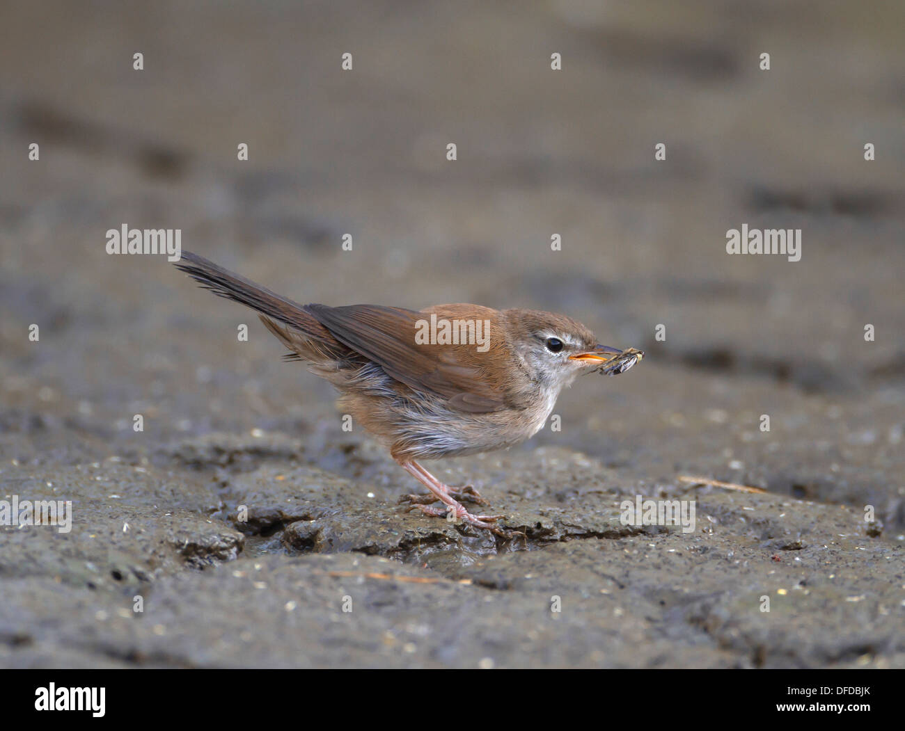 Cetti cettis hi-res stock photography and images - Alamy