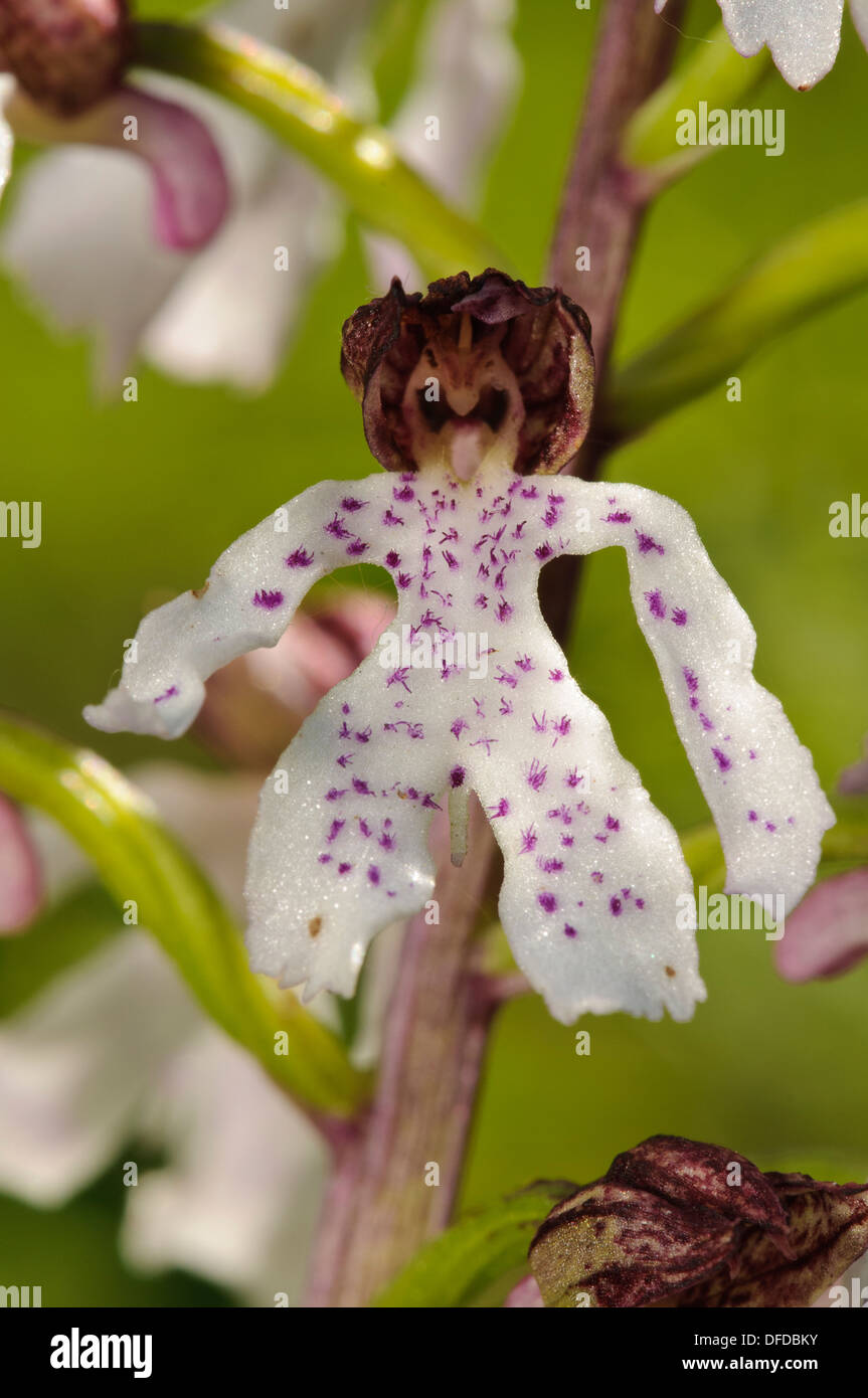 A close-up on the individual flowers of a lady orchid (Orchis purpurea ...